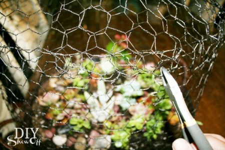 DIY Wire Cloche Succulent Garden TerrariumDIY Show Off ™ – DIY ...