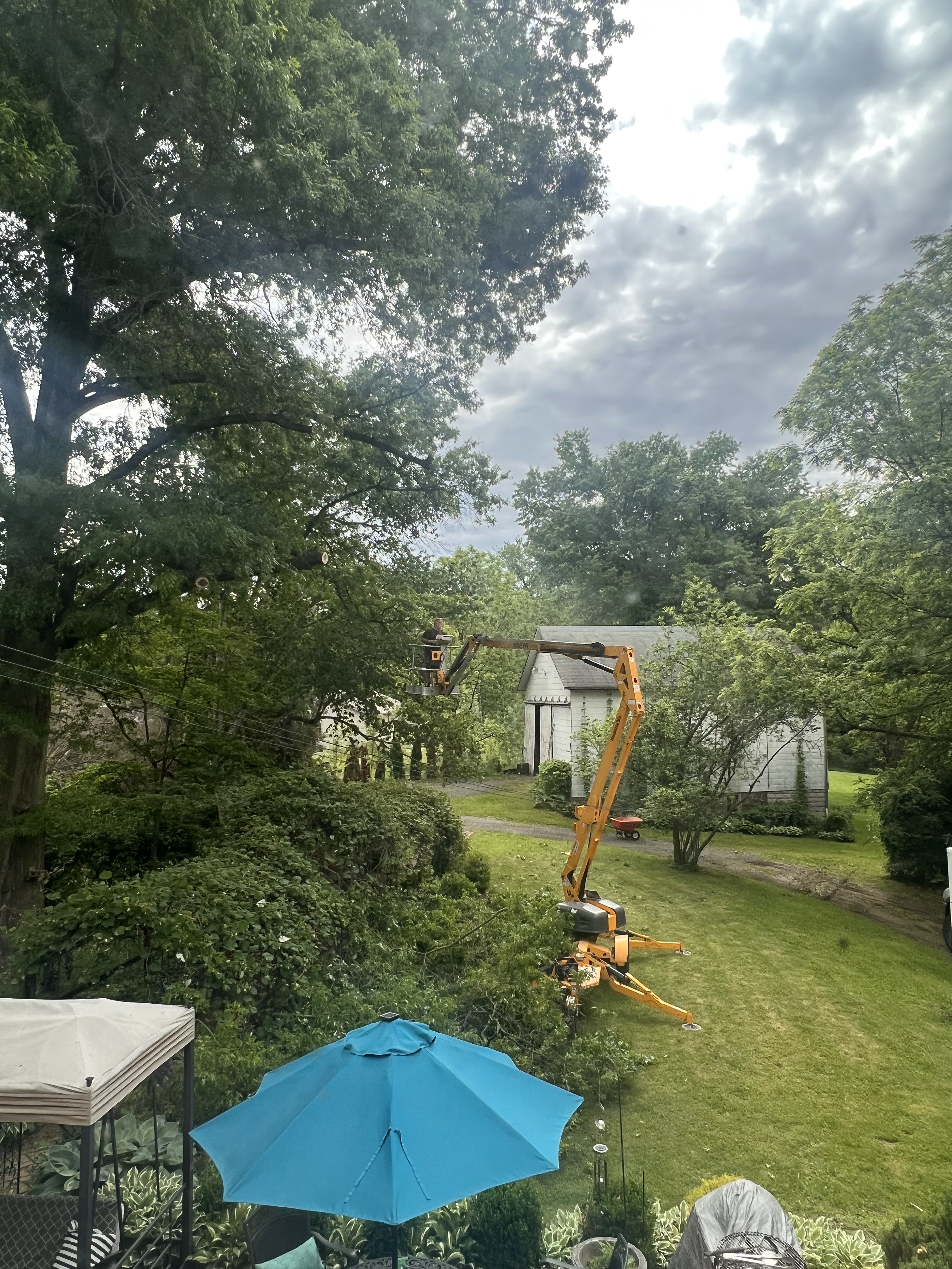 trimming tree branches - DIY Show Off ™ - DIY Decorating and Home ...