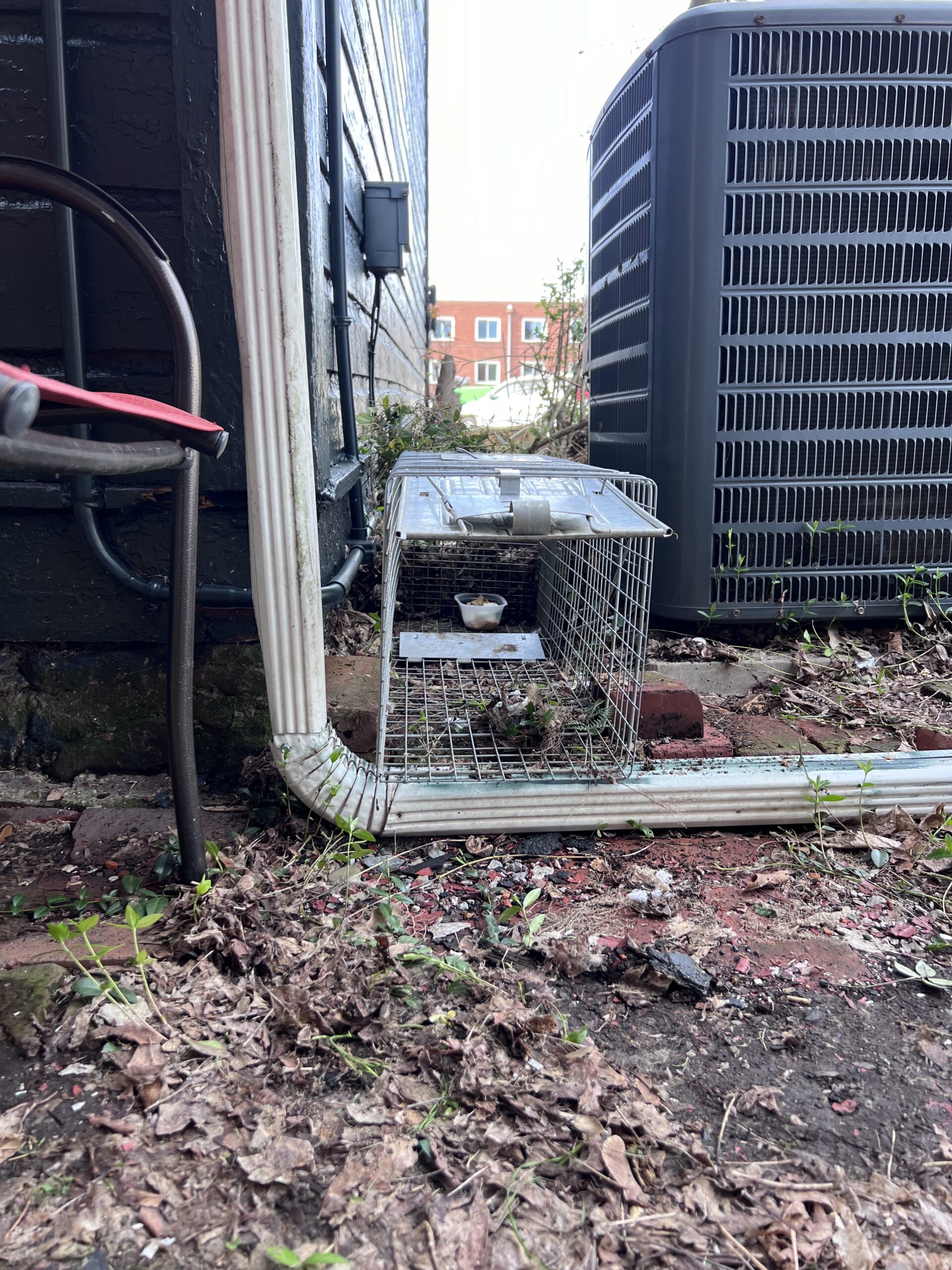 humane-trap-outside - DIY Show Off ™ - DIY Decorating and Home ...